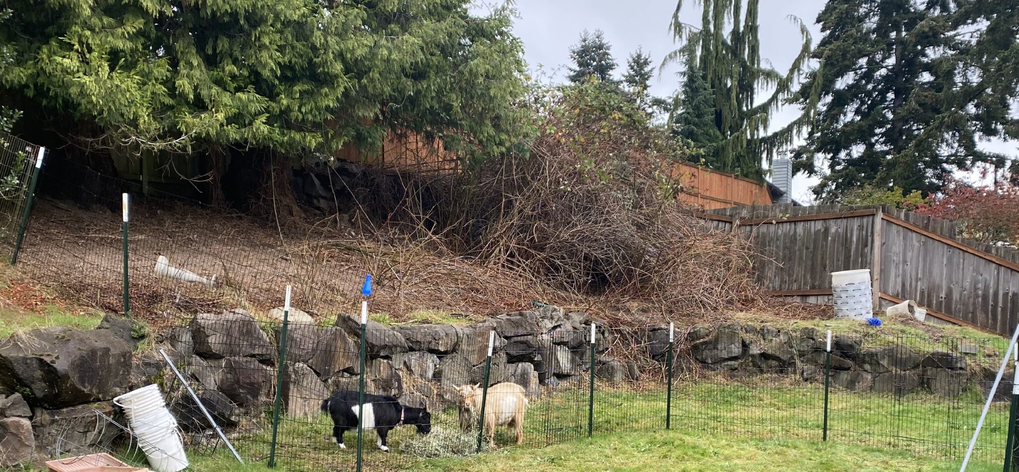 Urban Goat Grazers Goat Rentals Mountlake Terrace, Lynnwood, – Eco ...