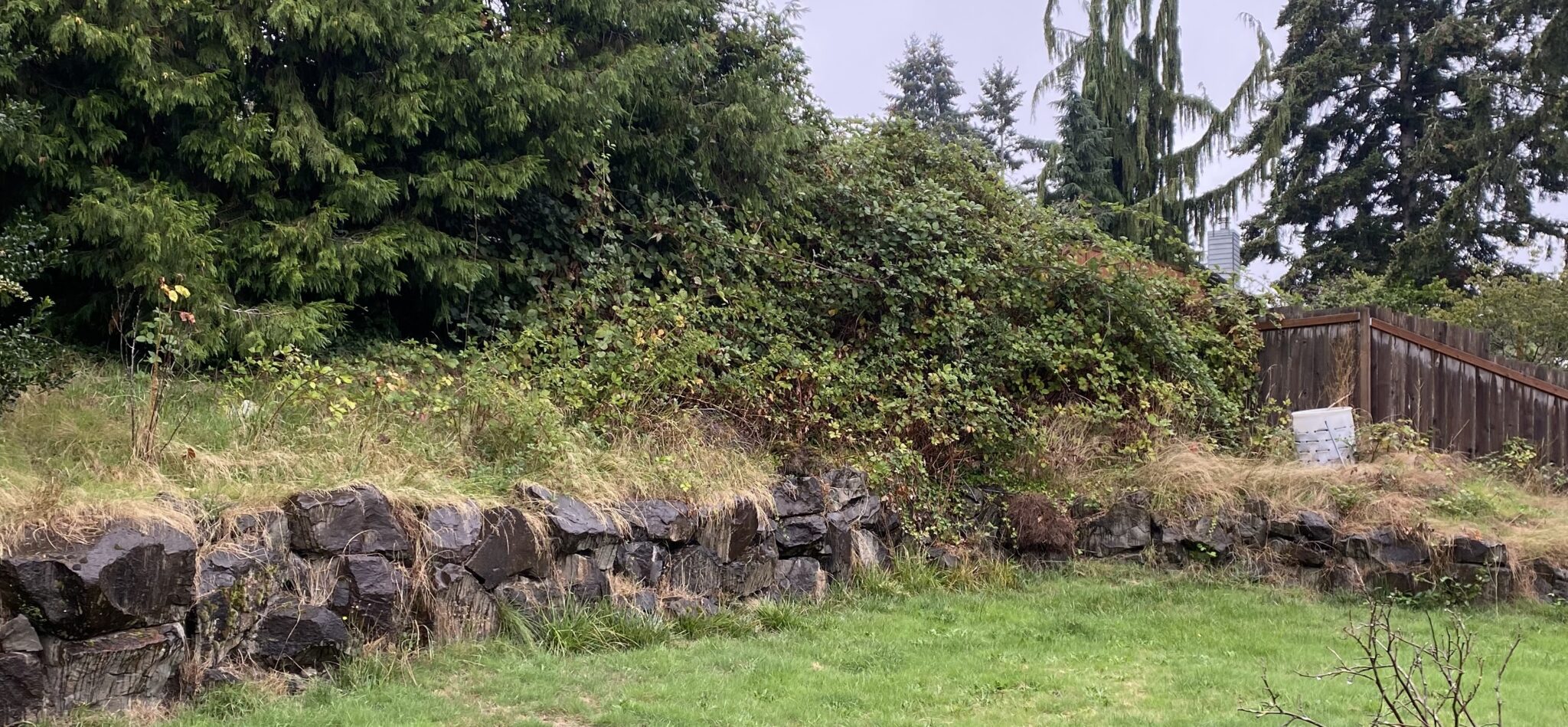 Urban Goat Grazers Goat Rentals Mountlake Terrace, Lynnwood, – Eco ...